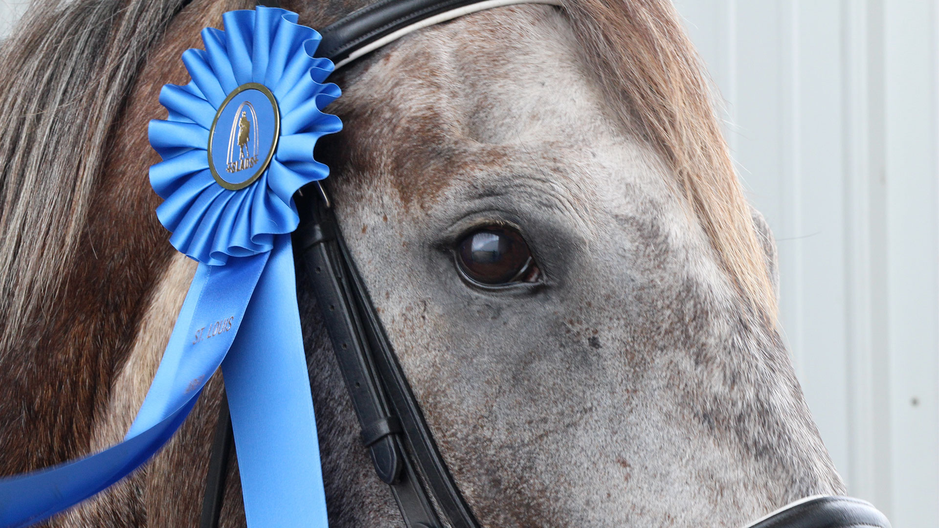 Horse Pro Finder – Find Qualified Horse Professionals Near You!