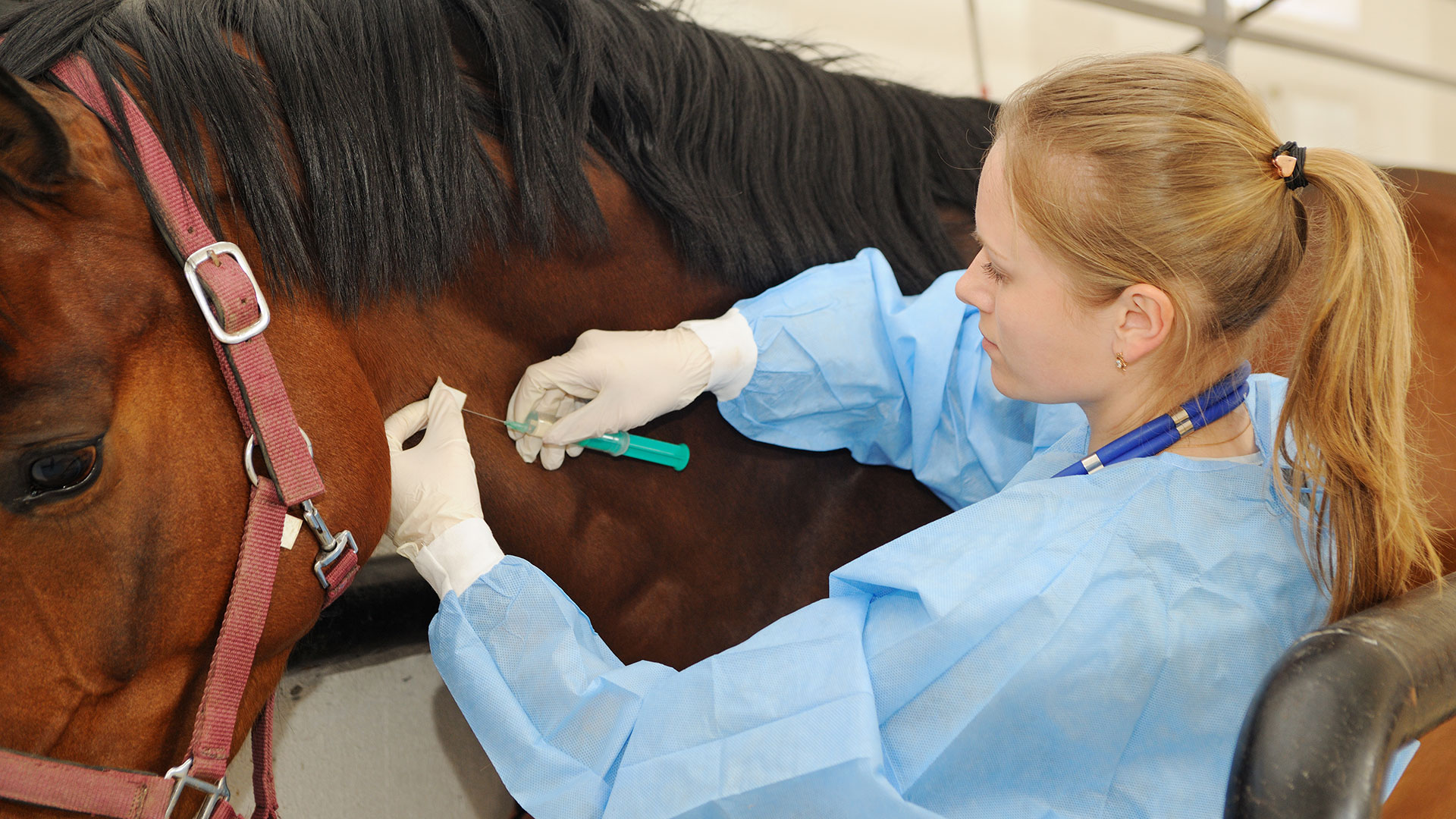Horse Pro Finder – Find Qualified Horse Professionals Near You!